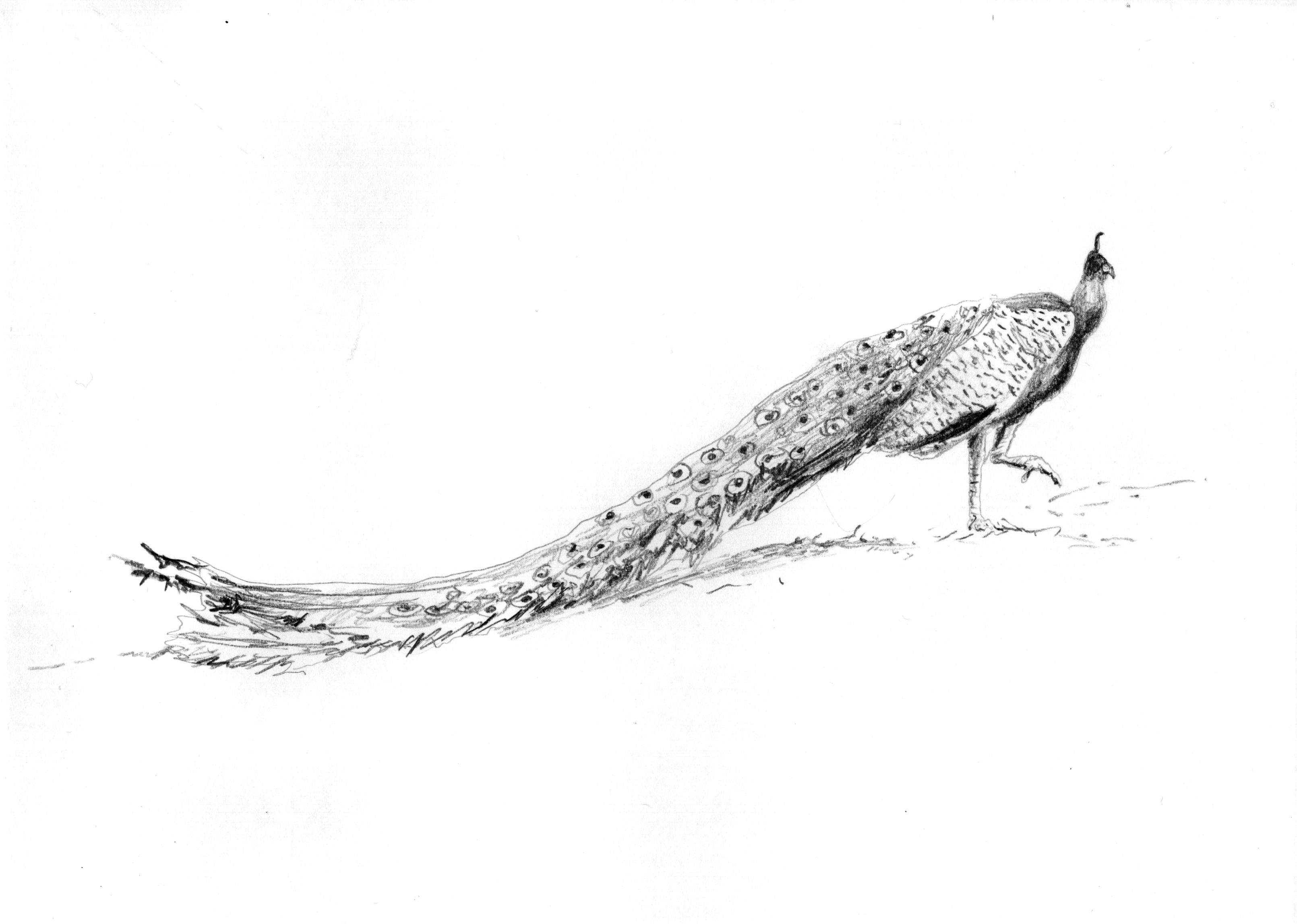 Disegni e appunti di Gian Maria Tosatti, in mostra da The Drawing Hall