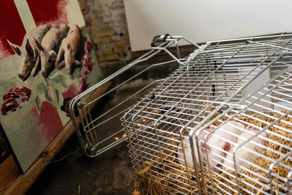 Danimarca, shock per la mostra di Marco Evaristti: maialini lasciati morire