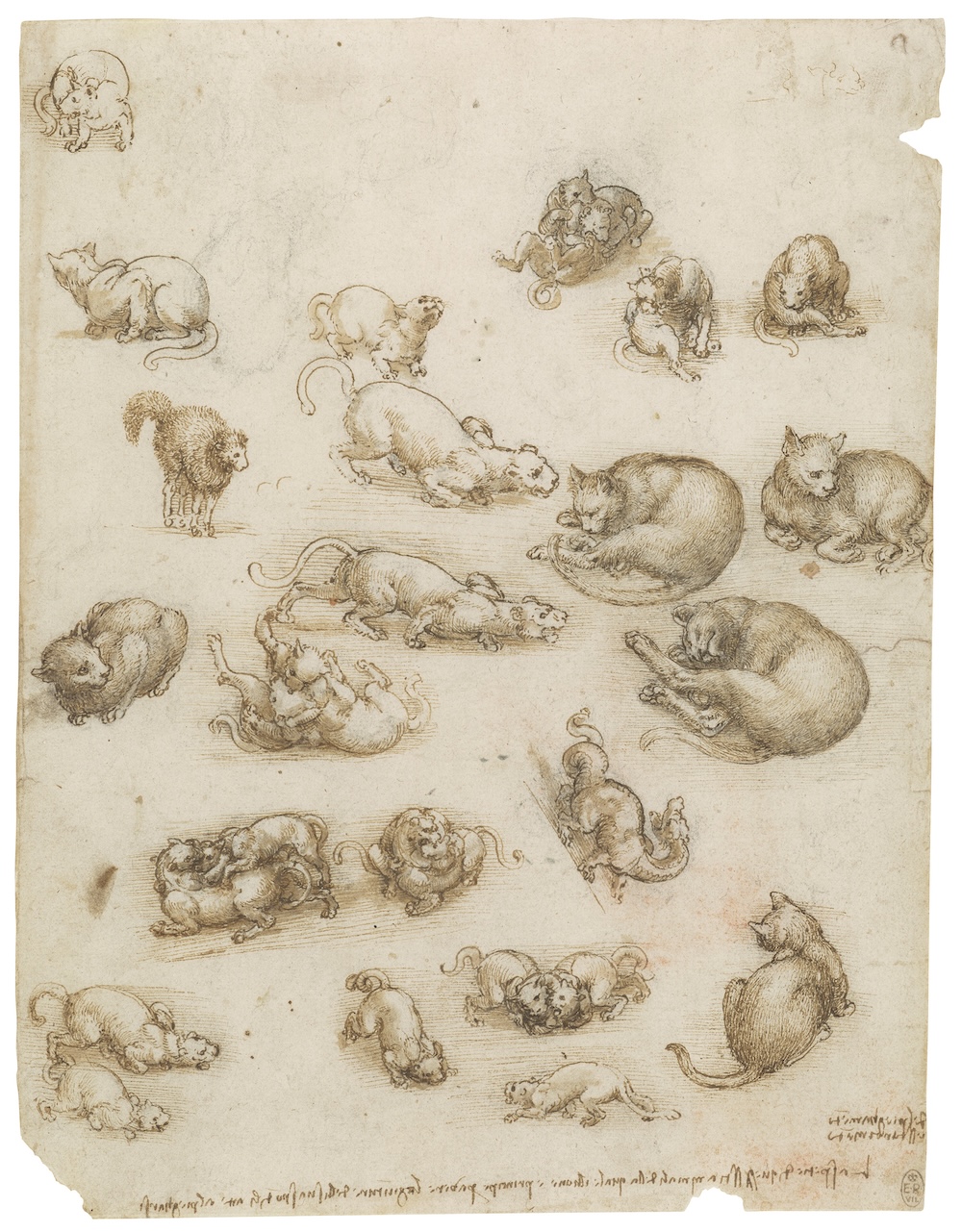 Leonardotheka: la piattaforma online che riunisce i manoscritti di Leonardo